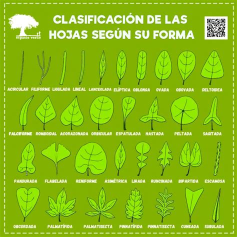 Tipos De Hojas Según Su Forma Espacio Verde