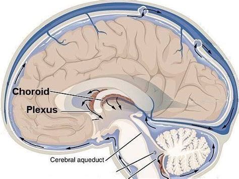 Science And Health Facts Choroid Plexus Cysts And Its Treatment