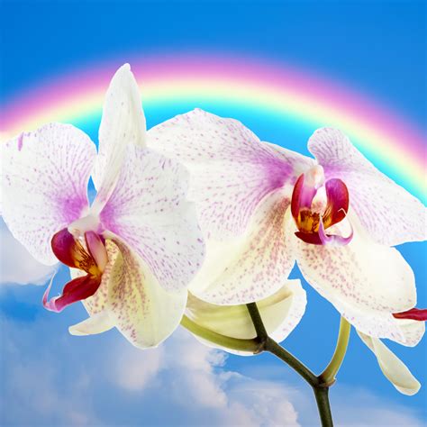 Queering Our Sustainable Future — Sustainable Baddie