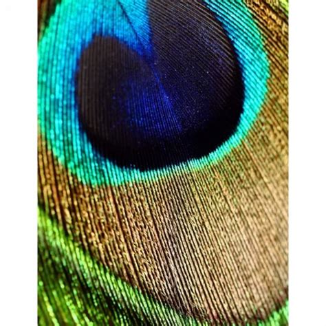 Zoom Peocock Effect Image Mobile Case Cover At Rs 45000 Mobile Back