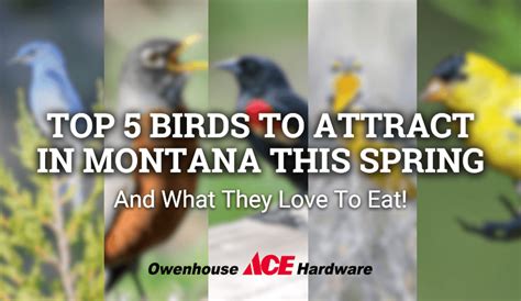 Attract Those 5 Birds To Your Backyard In Montana This Spring