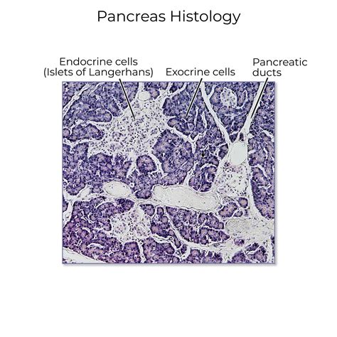 Physiology Endocrine Pancreas And Insulin Secretion Ditki Medical