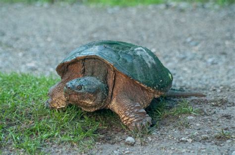 Biggest Snapping Turtle Ever Recorded