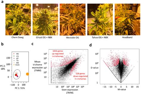 Figure 1 From Comparative Transcriptome Analysis Reveals Coordinated