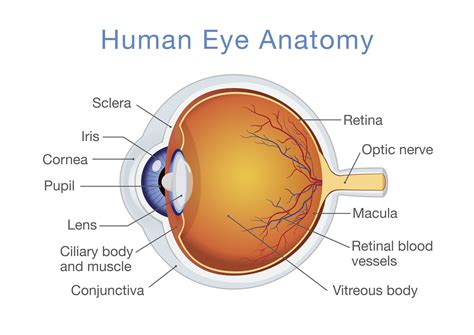 Đây Là Cách Hoạt động Của Mắt Người