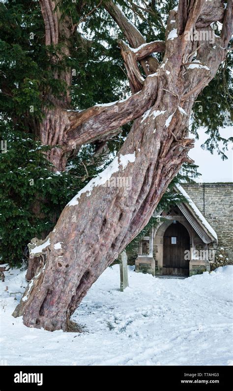 The 5 000 Year Old Yew Tree Taxus Baccata Outside St Michaels Church