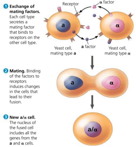 Bio 111 Chapter 5 Cell Signaling Exam 2 Flashcards Quizlet