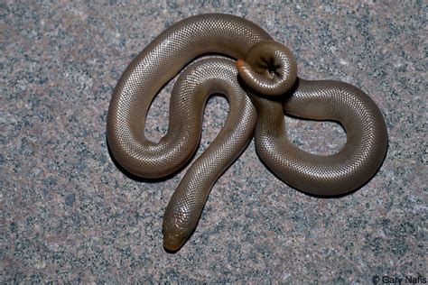 Rubber Boa Juvenile At Phoebe Hercus Blog