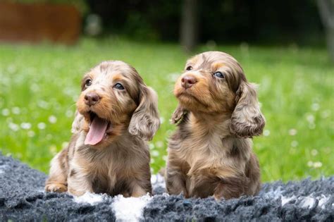 Grey And Black Mini Dachshund