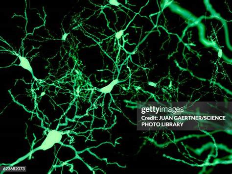Fluorescence Neuron Photos And Premium High Res Pictures Getty Images