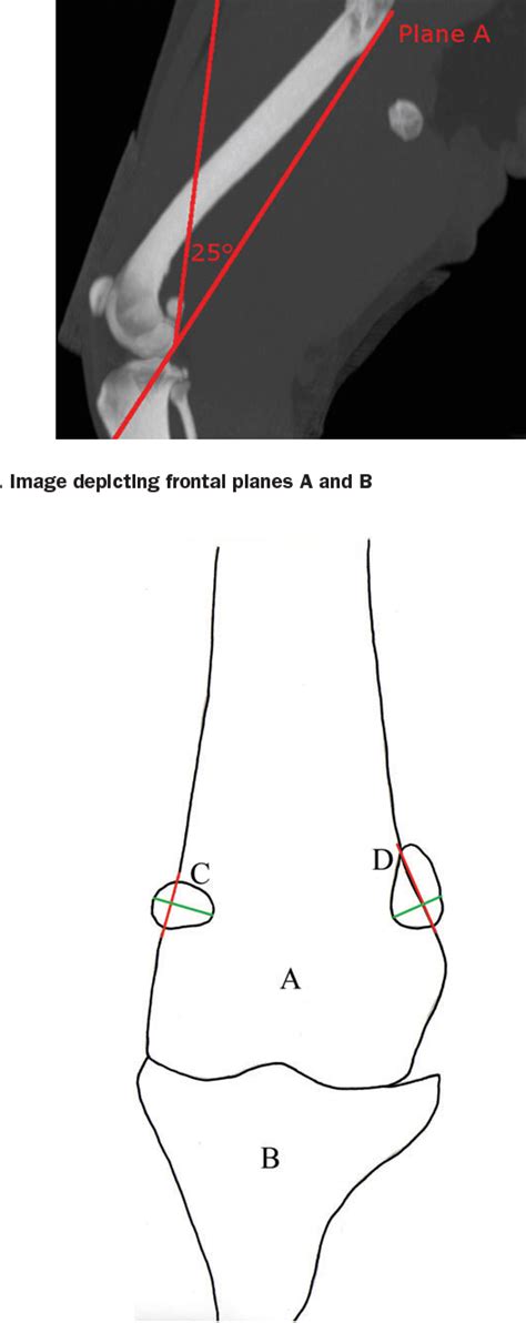 Are The Fabellae Bisected By The Femoral Cortices In A True Craniocaudal Pelvic Limb Radiograph