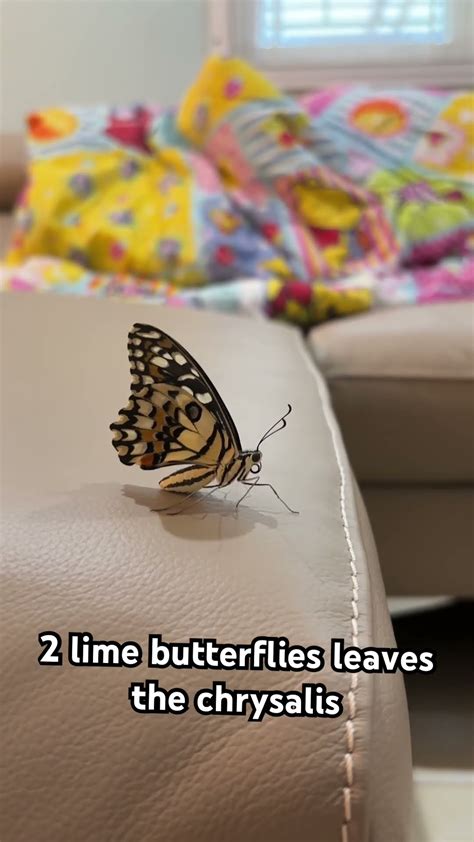 2 Lime Butterfly Emerges The Chrysalis Butterfly Cute Youtube