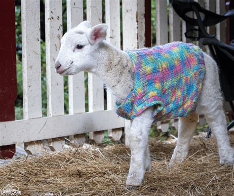 Chipmonk Lamb Care Australia