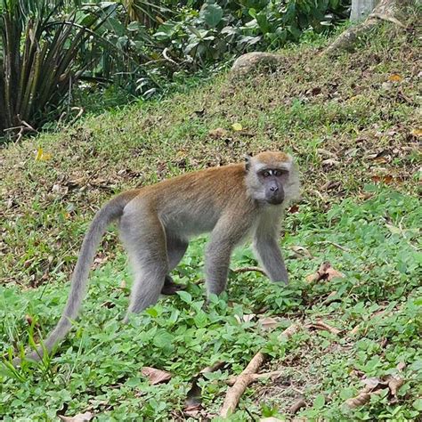 Spent Over An Hour Just Watching These Wild Jungle Monkeys They