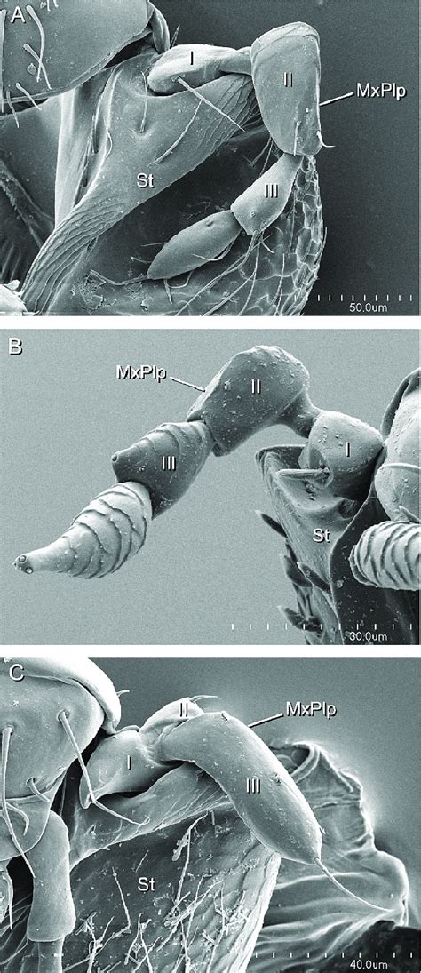 Maxillary Palpus The First Three Segments Of The Palpus Labeled