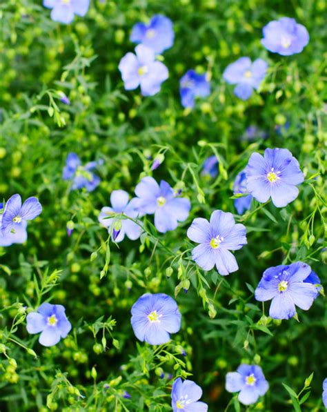 Plavi Lan Linum Perenne Rasadnik Ema