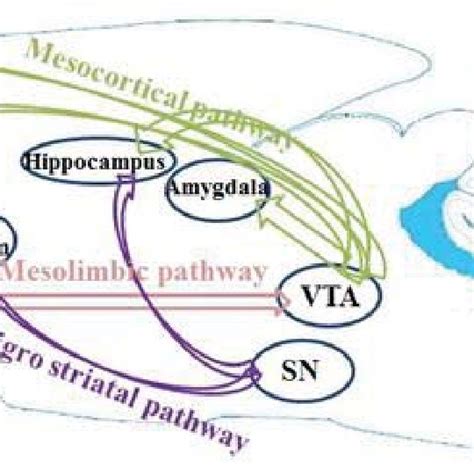 Schematic Representation Of The Sites Of Actions Of Nigrostriatal Download Scientific Diagram