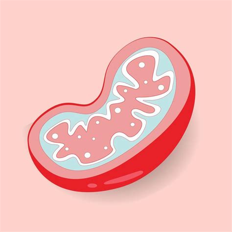 Mitochondria Drawing