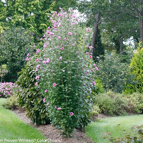 How To Plant A Rose Of Sharon Tree At Star Spurlock Blog