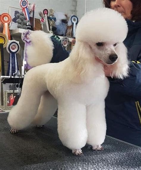 75 Awesome Poodle Haircuts To Try Poodle Haircut Poodle Grooming