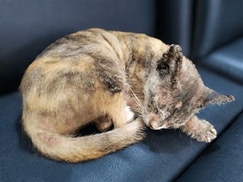Scabies In Cats Symptoms