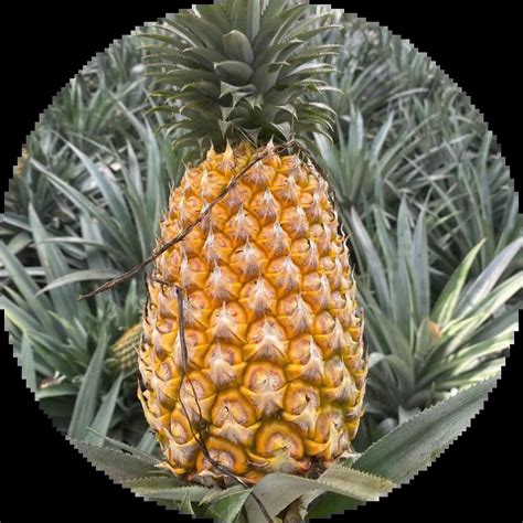 Tropical Fruit Pulps
