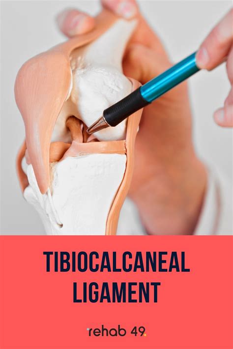 Tibiocalcaneal Ligament