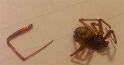 This Spider Bit Me Imgur