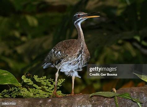 Forest Bittern Photos And Premium High Res Pictures Getty Images