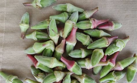 Kınalı Çiçek Bamya 1kg Karaot KÖyÜ Geleneksel ÜrÜnlerİ