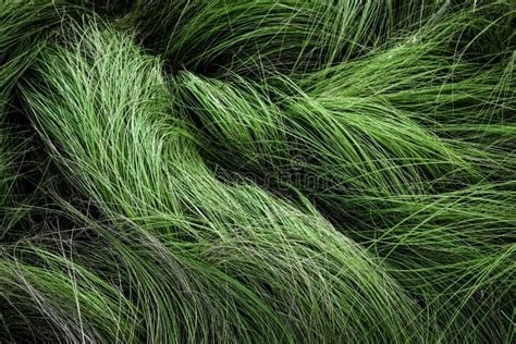 Abstract Of Grass Texture Stock Image Image Of Green 111528869