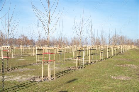Young Trees Planted In A Row In The New City Park Young Trees With Protective Support Alley Of