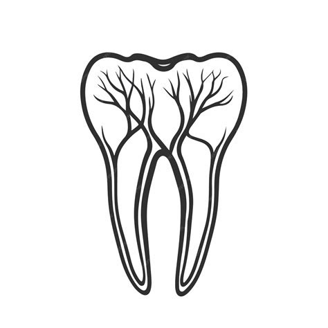 Tooth Root Line Icon And Tooth Canal Vector Illustration Premium Ai