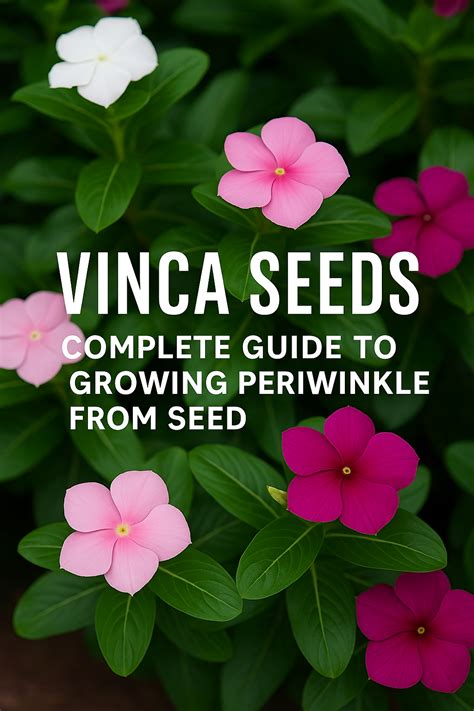 Vinca Seeds Growing Guide Periwinkle Care And Top Varieties For Summer