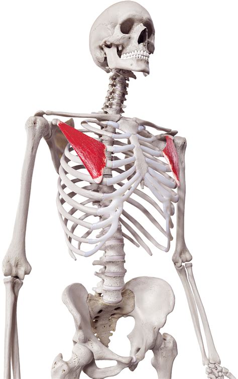 7 Major Organ Systems Functions And Connections