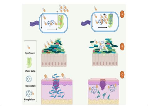 Figure Used Nano Platforms For Enhancement Of Ciprofloxacin Eecacy Download Scientific Diagram