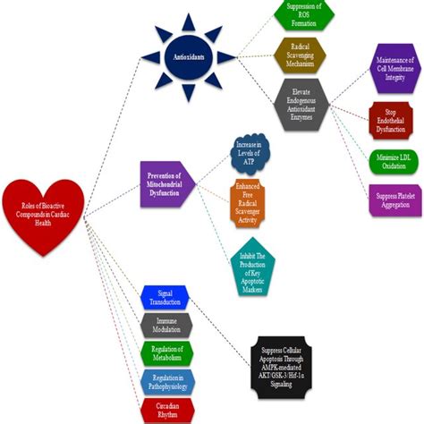 Role Of Bioactive Compounds In Cardiac Health Download Scientific Diagram