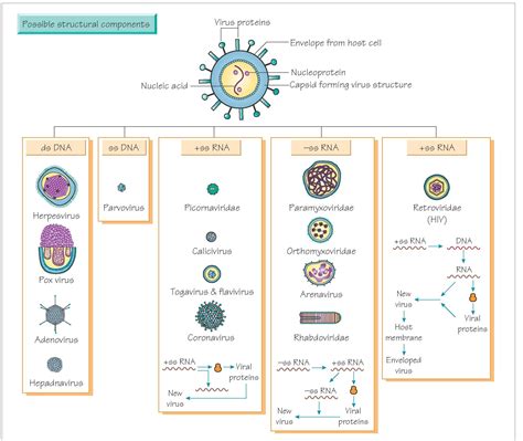Virus Classification Bioninja