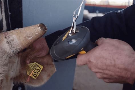 Livestock Analytics Alex G Del B