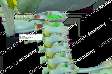 Lamina Of Third Cervical Vertebra Right Complete Anatomy