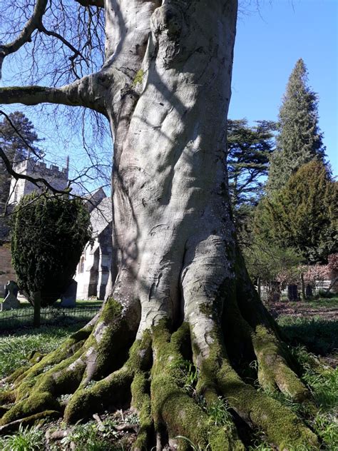 Fagus Sylvatica Trees And Shrubs Online