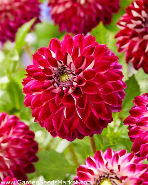 Dahlia Embassy Garden Seeds Market Free Shipping