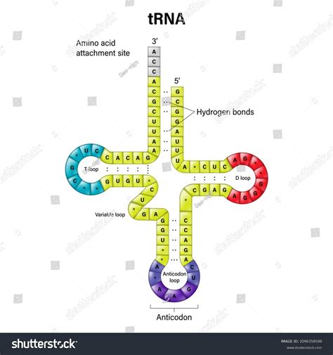 Transfer Rna Structure