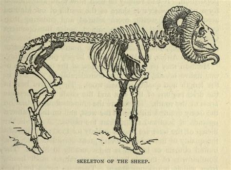 Sheep Skeleton