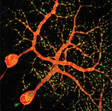 Research Mitochondrial Physiology Laboratory Bascom Palmer Eye
