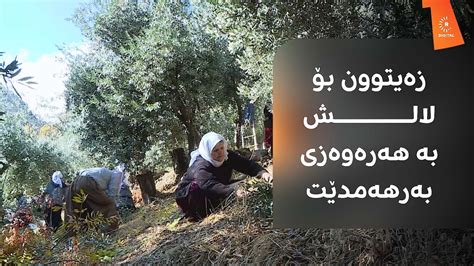 کچ و کوڕی کوردانی ئێزدی بە هەرەوەزی زەیتوون بۆ پەرستگەی لالش بەرهەمدەهێنن Youtube