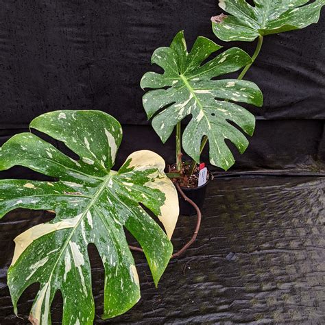 Monstera Deliciosa Thai Constellation Carnivero