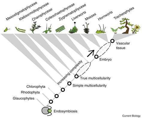 Questions About Plant Evolution At Joel Watts Blog