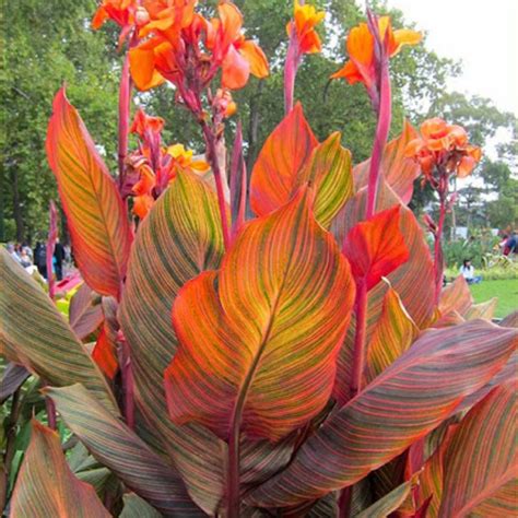 خرید و قیمت بذر گل اختر ابلق 10 عددی از غرفه فروشگاه بذر شاپ