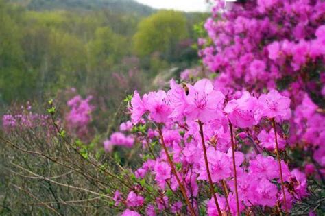 春天杜鹃花的图片欣赏 杜鹃花的图片有哪些配图网